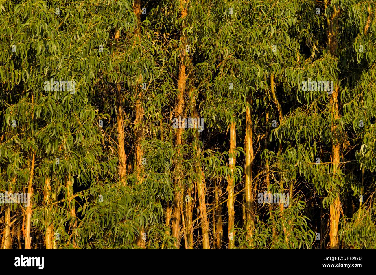 Eucalyptus trees and portugal hi-res stock photography and images - Alamy