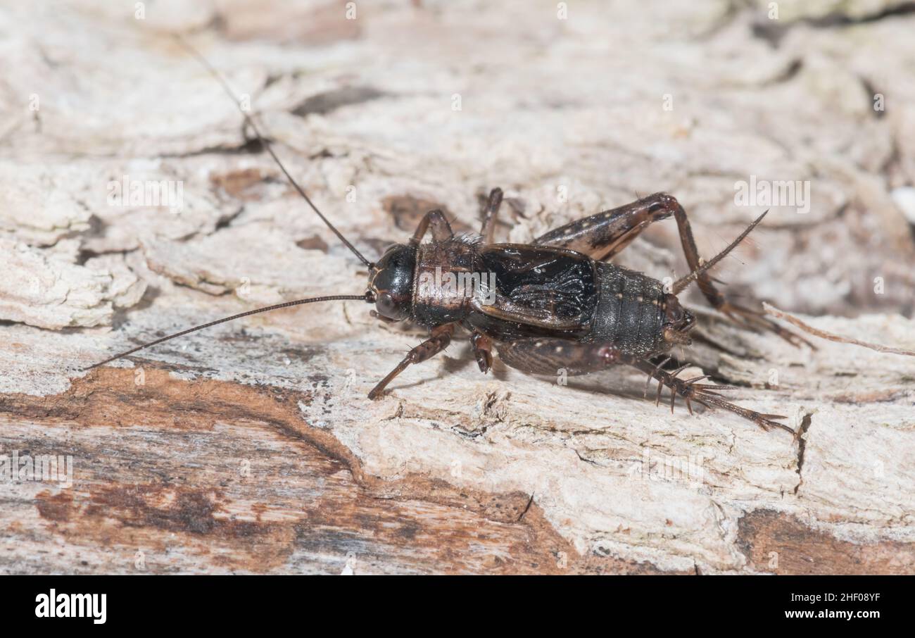 Gryllidae Cricketstree Crickets