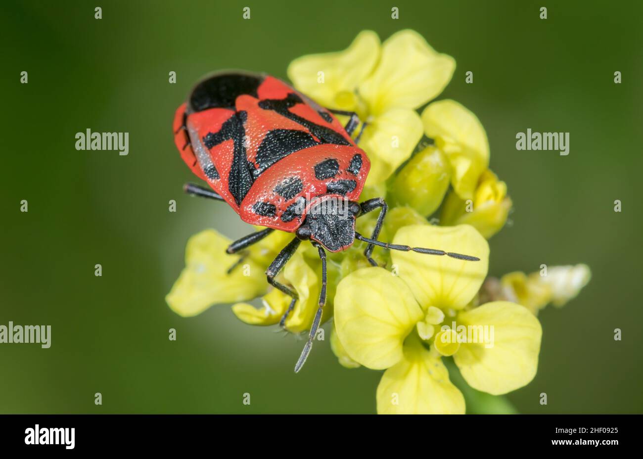 Ornate Shieldbug (Eurydema ornata) on crucifer flower, Pentatomidae ...