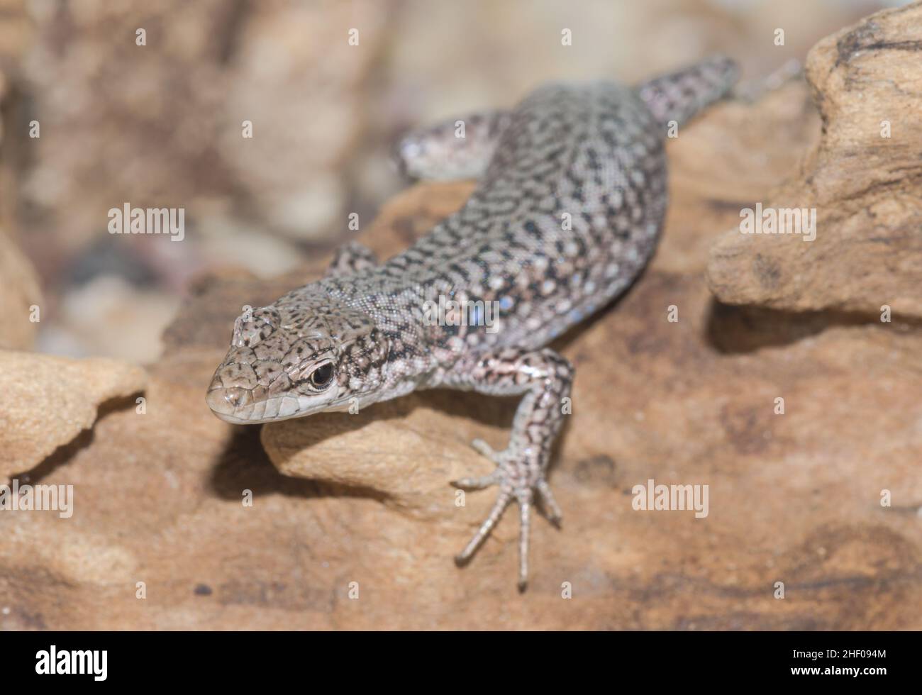 Parthenogenic lizard hi-res stock photography and images - Alamy