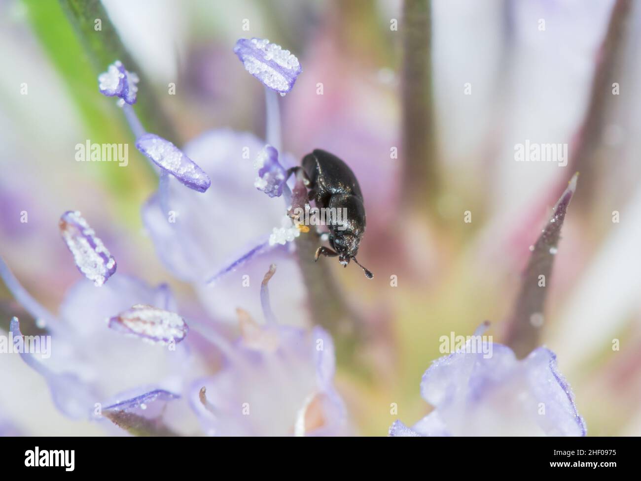 Pollen Beetle on Teasel, Nitidulae. Sussex UK Stock Photo - Alamy