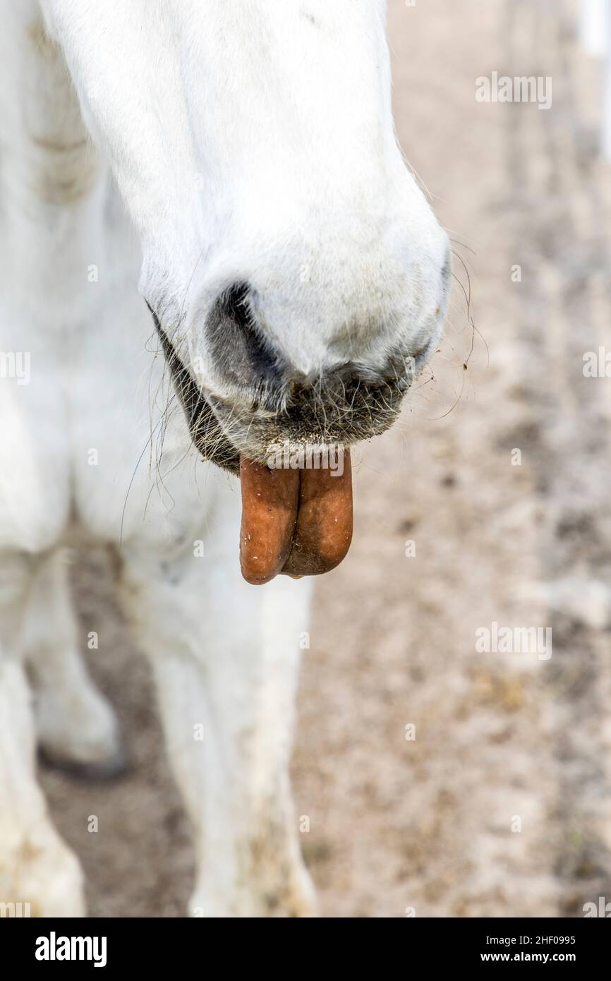 Beautiful young red horse hi-res stock photography and images - Alamy