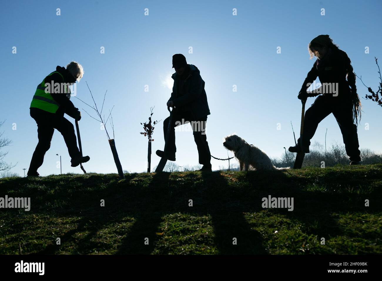 Worcester, UK. 13th Jan, 2022. Volunteers begin work planting 400 ...