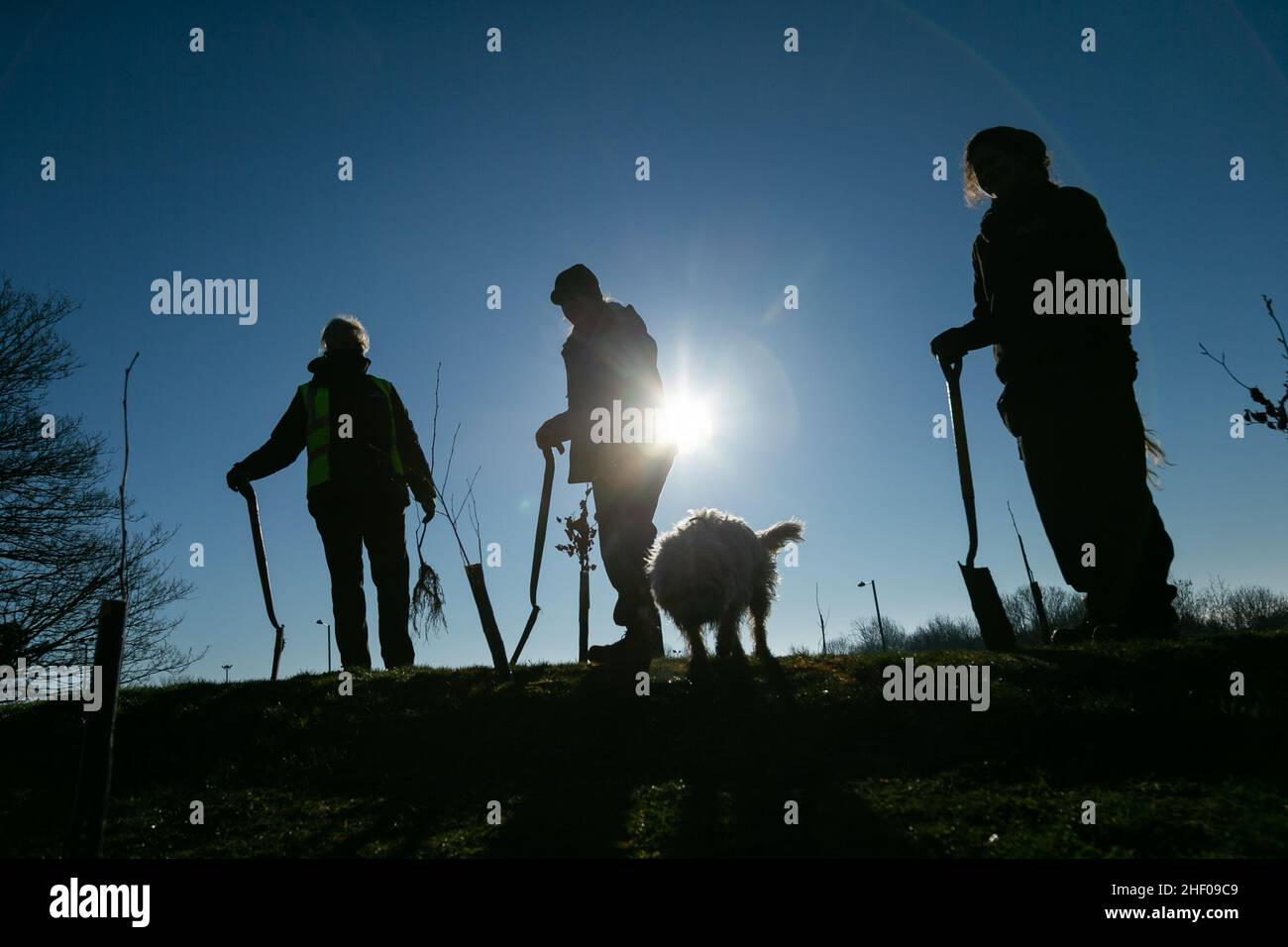 Worcester, UK. 13th Jan, 2022. Volunteers begin work planting 400 ...