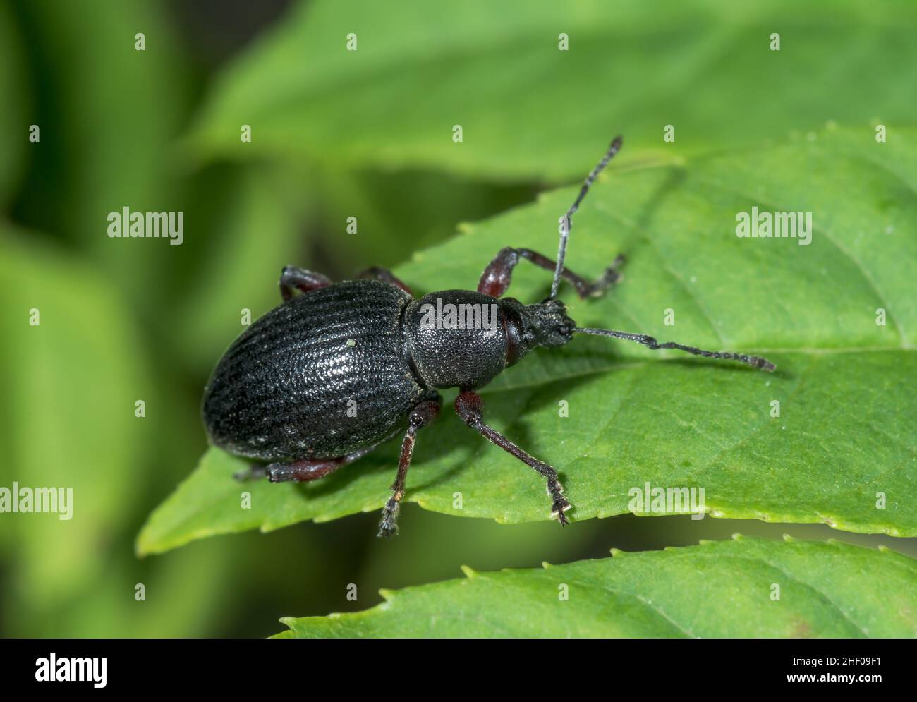 Red legged Weevil (Otiorhynchus (clavipes) tenebricosus), Curculionidae ...