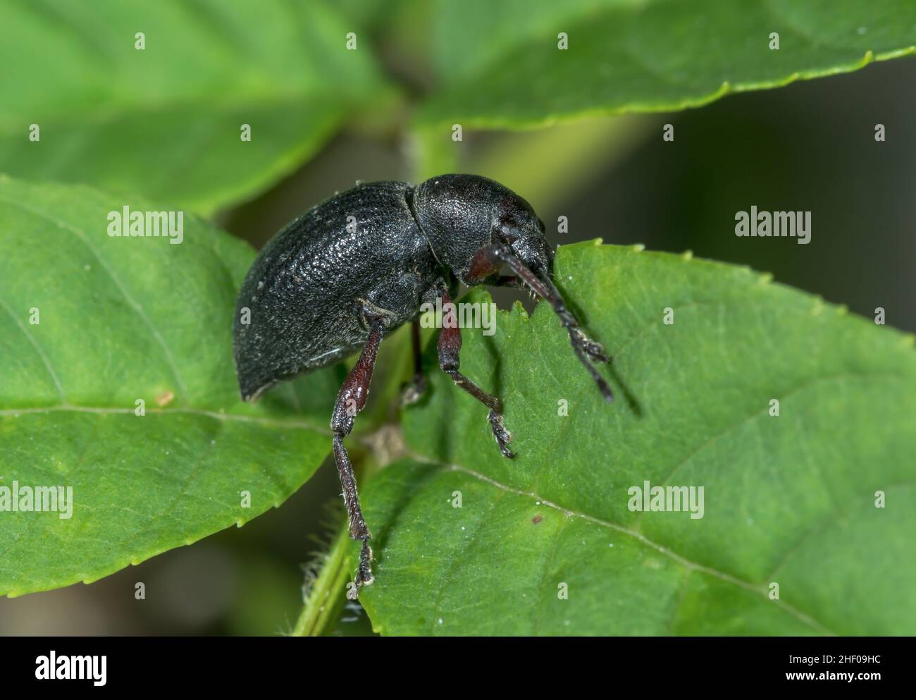 Red legged Weevil feeding on Ash leaf (Otiorhynchus (clavipes ...