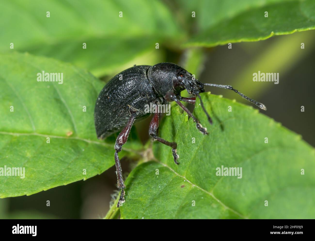 Red legged Weevil eating Ash leaf (Otiorhynchus (clavipes) tenebricosus ...