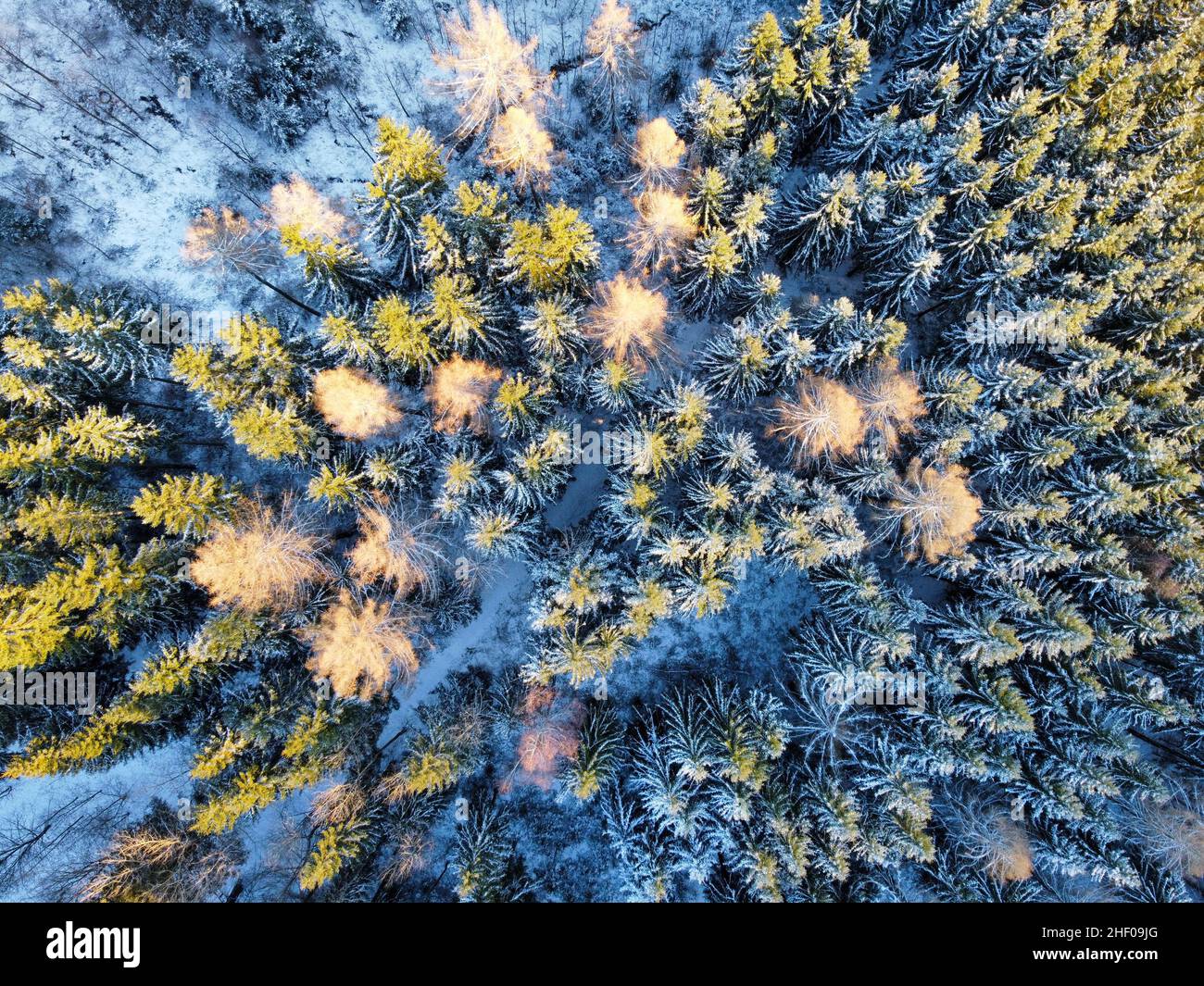 Snow ice lichen on tree hi-res stock photography and images - Alamy
