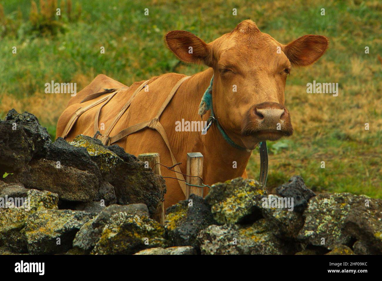 Portrait of a cow in Iceland,Europe Stock Photo - Alamy