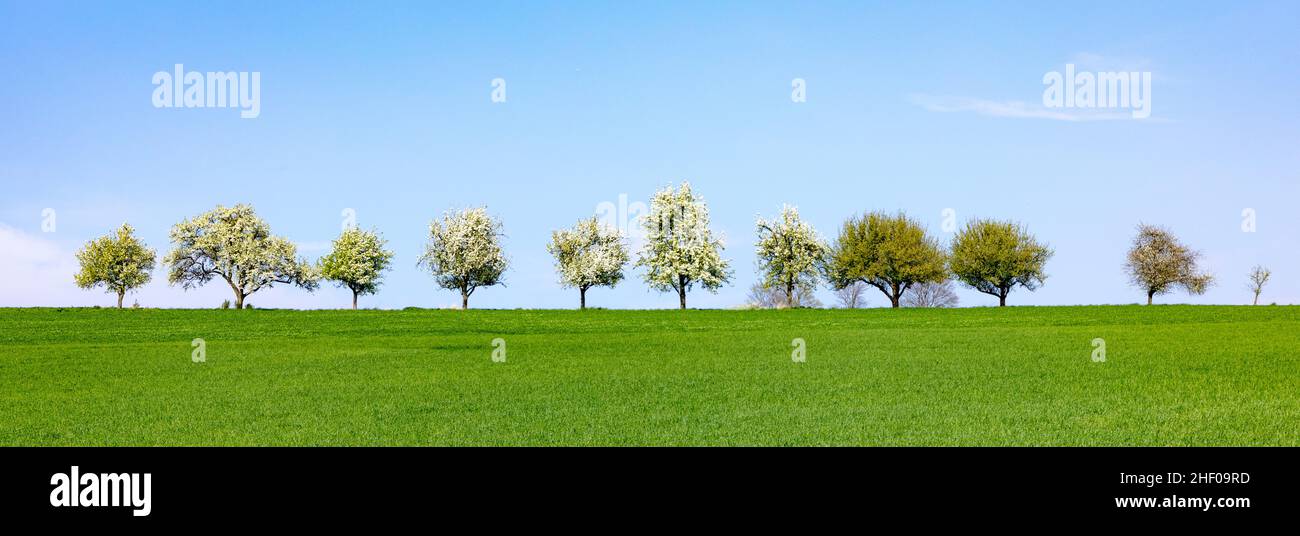 white blooming cherry trees in a row at the horizon Stock Photo - Alamy