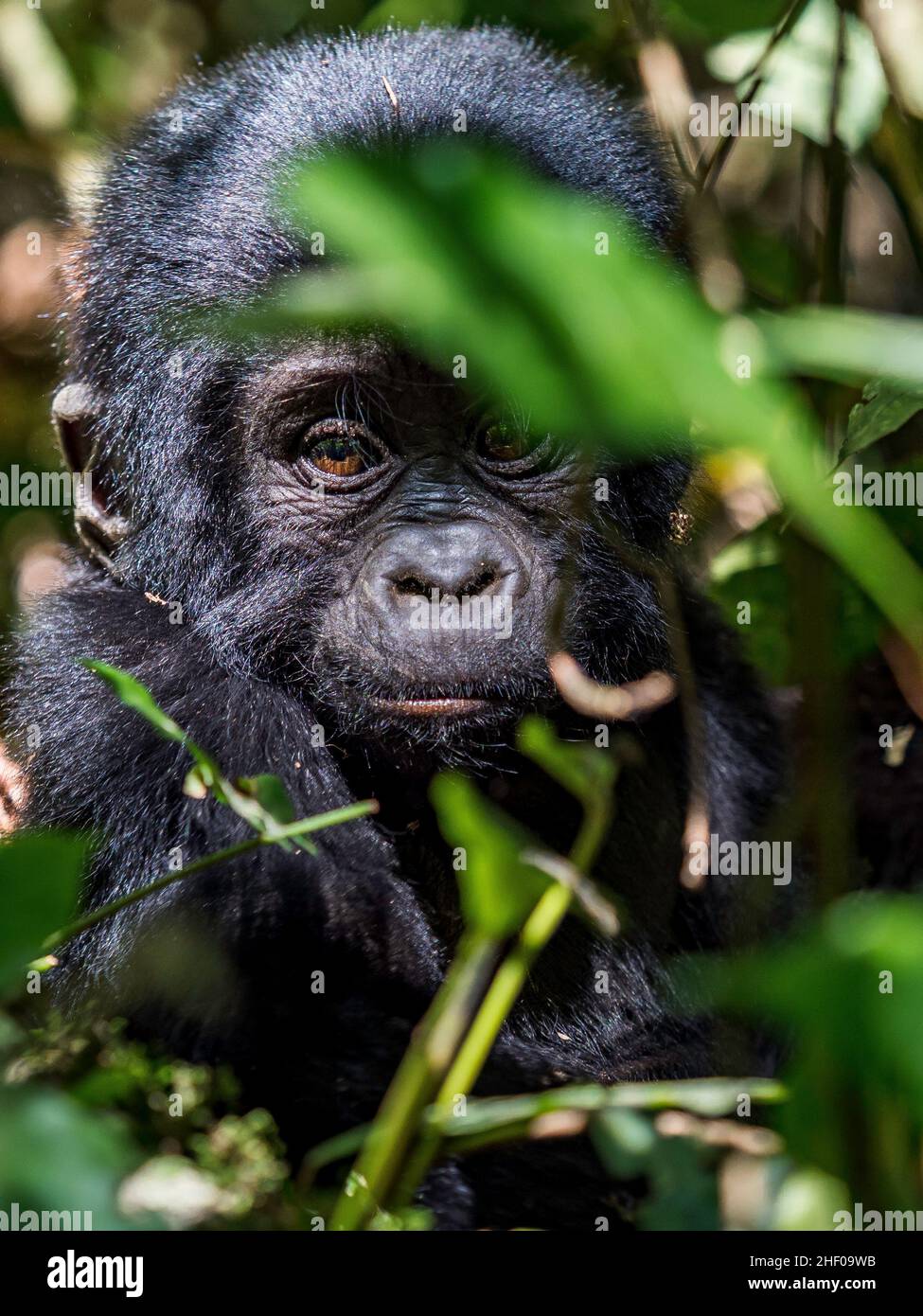 wild baby silver back gorilla peeking through the jungle Stock Photo ...
