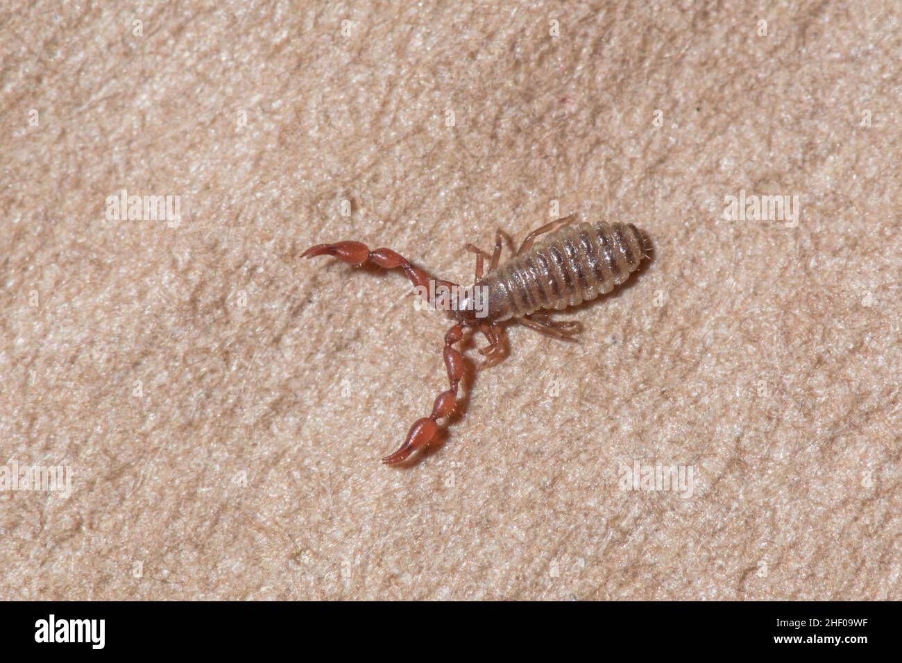 Savignys Shining Claw Pseudoscorpion - Chelifer (Lamprochernes savignyi ...