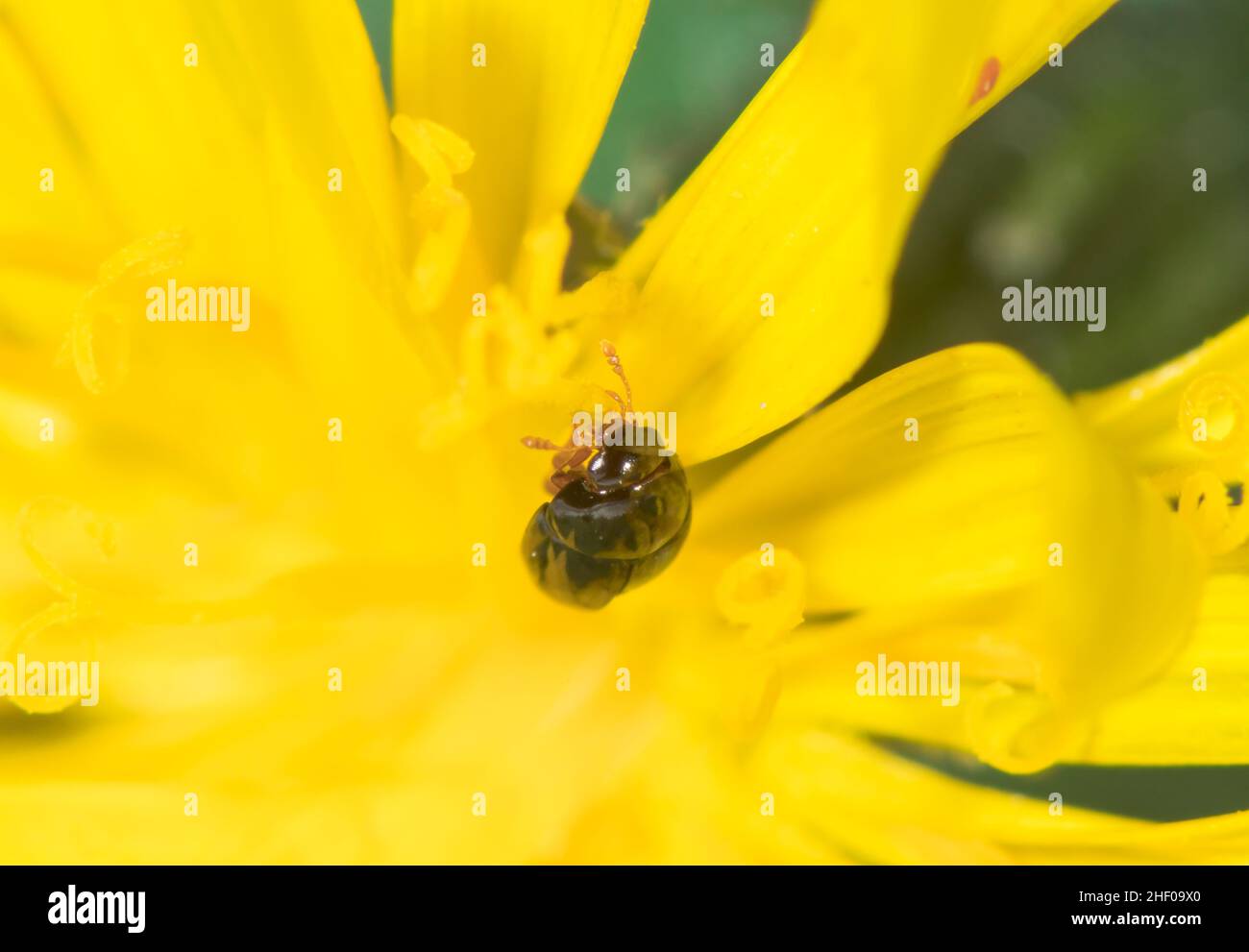 Shining flower hi-res stock photography and images - Alamy