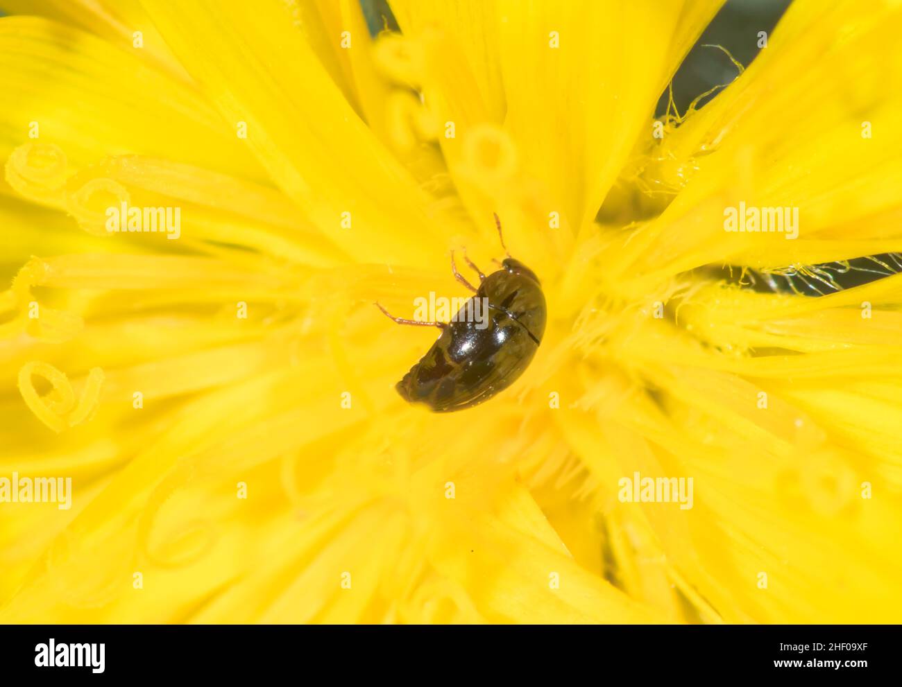 Shining flower beetles hi-res stock photography and images - Alamy