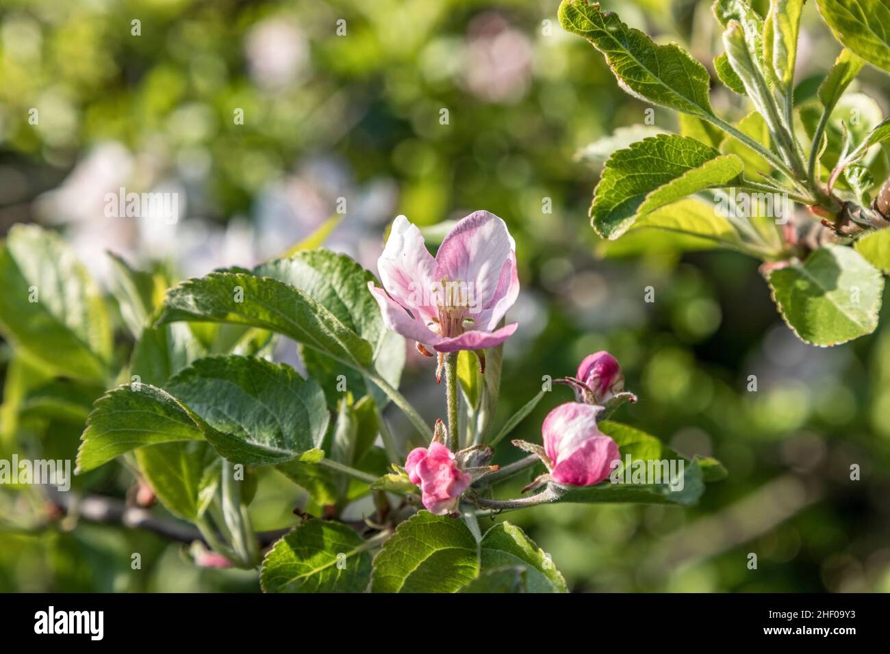 Apple branches in pink bloom hi-res stock photography and images - Alamy