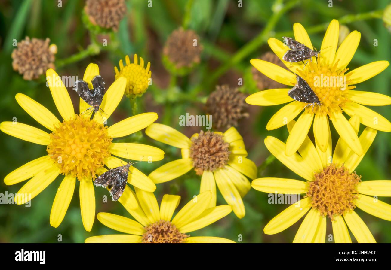 Silver-dot & Miller's Twitcher Micro Moths (Prochoreutis spp) nectaring ...