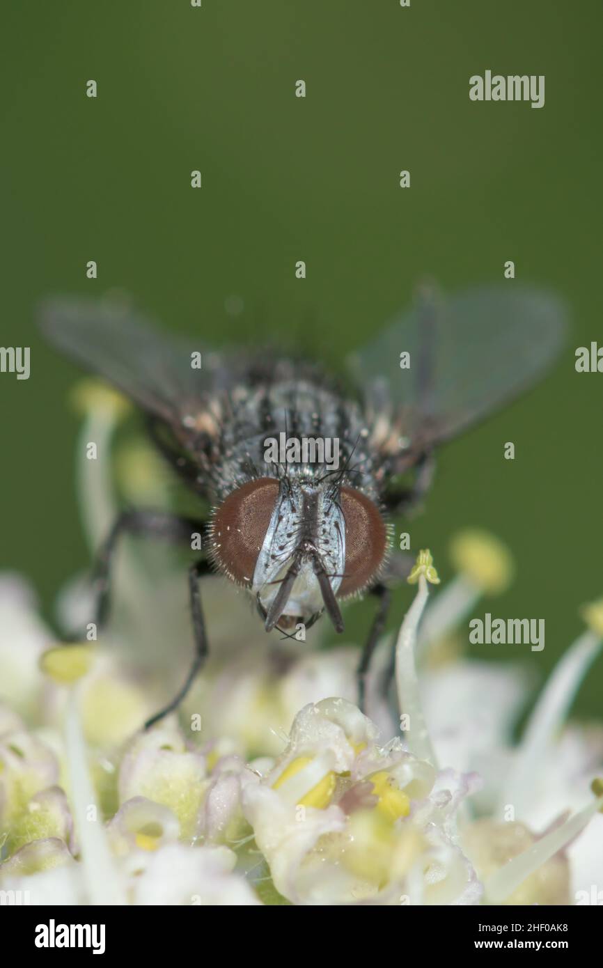 Parasite fly hi-res stock photography and images - Alamy