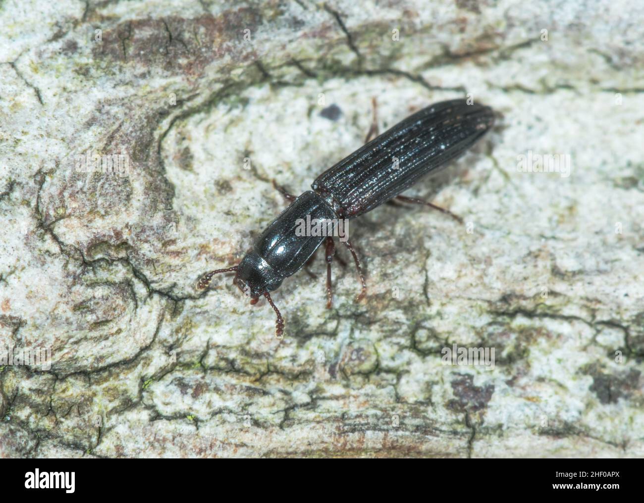Bark beetle hi-res stock photography and images - Alamy