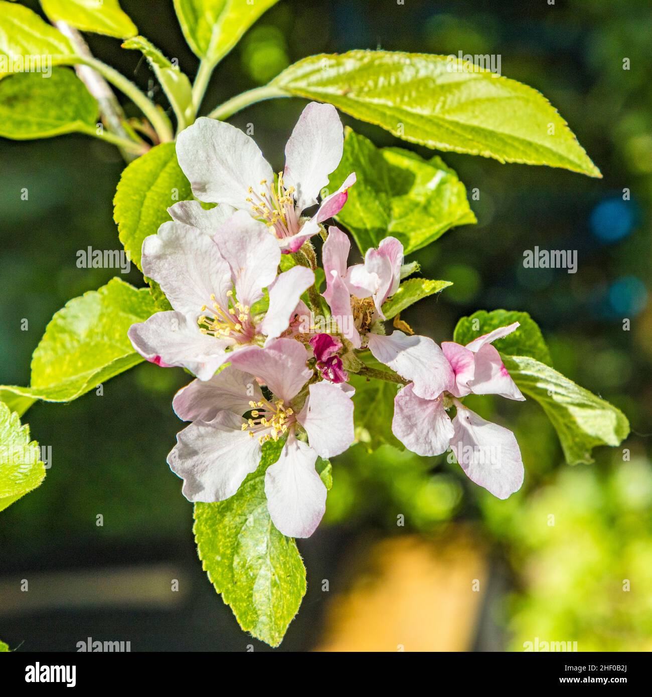 detail of blooming apple bud in spring Stock Photo - Alamy