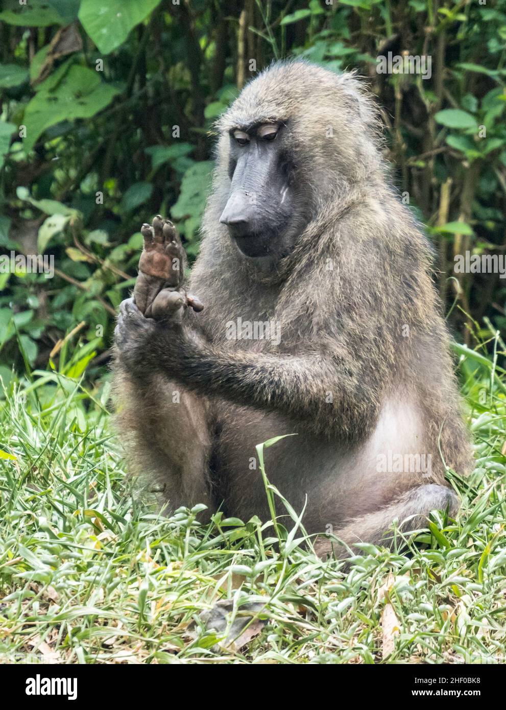 Wild baboon in Uganda Stock Photo - Alamy