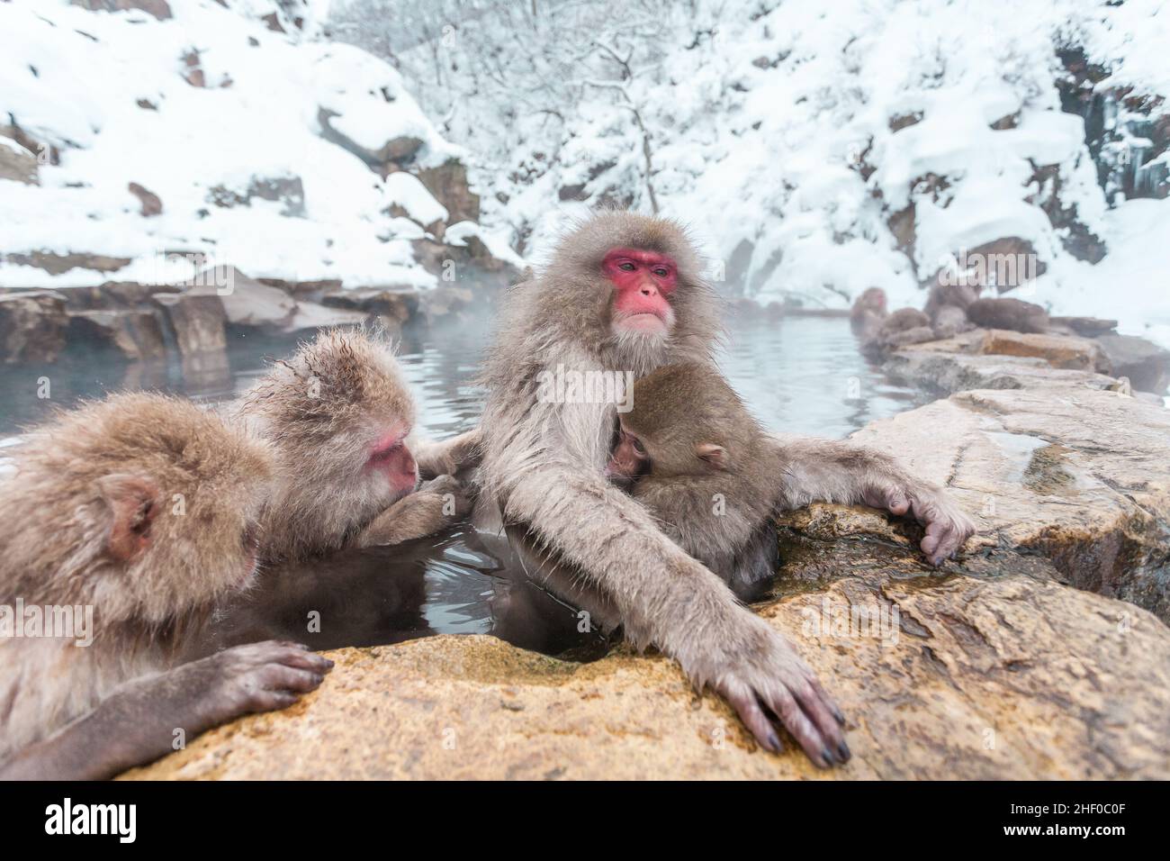 Group of snow monkeys sleeping in a hot spring, Japan Stock Photo - Alamy