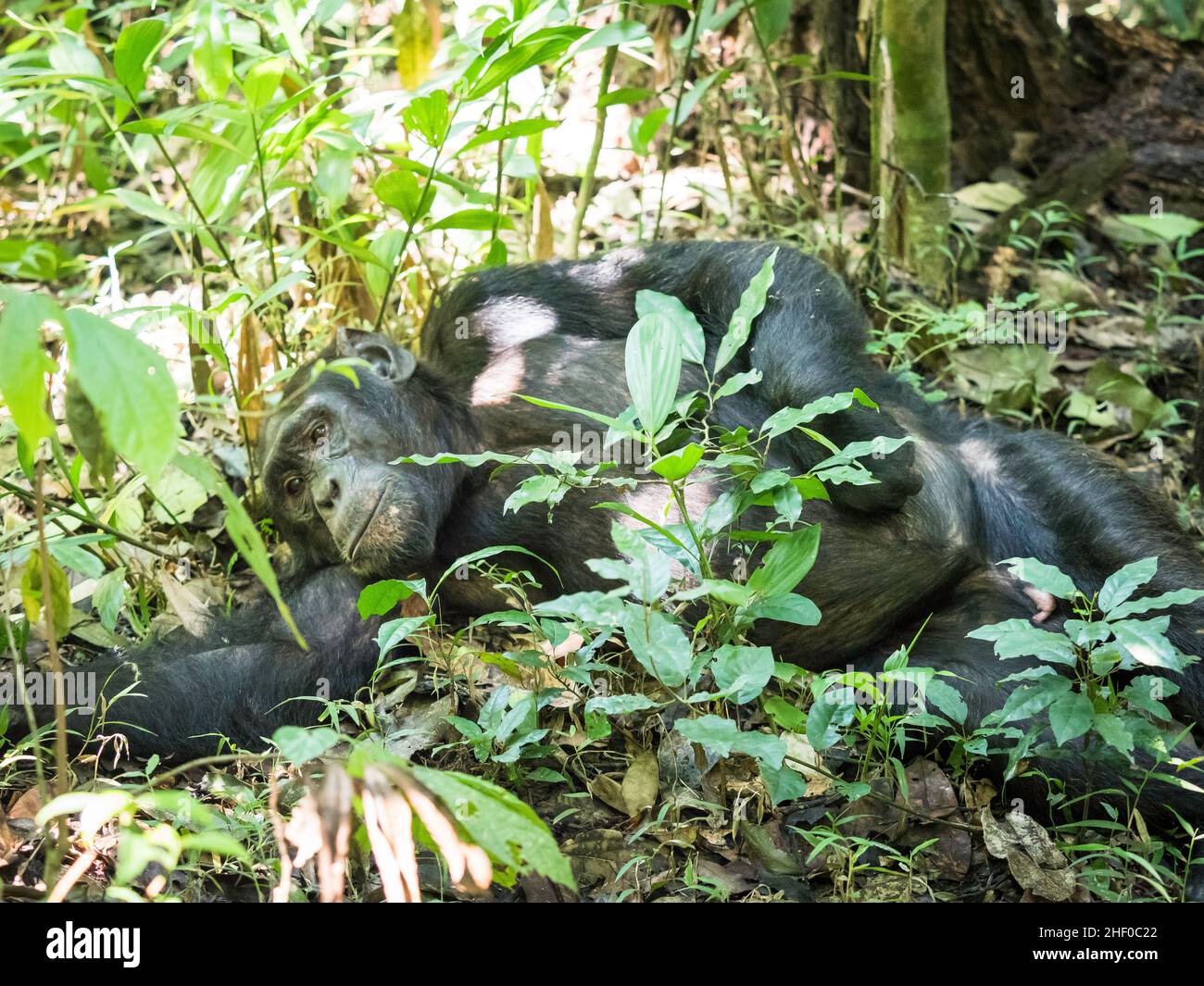 Wild chimpanzee in Kibale Forest Uganda Stock Photo - Alamy