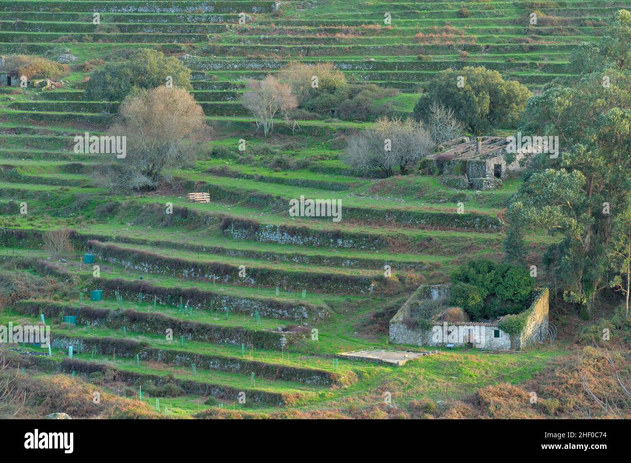 Old farm fields in Monchique Mountains. Algarve, Portugal Stock Photo ...