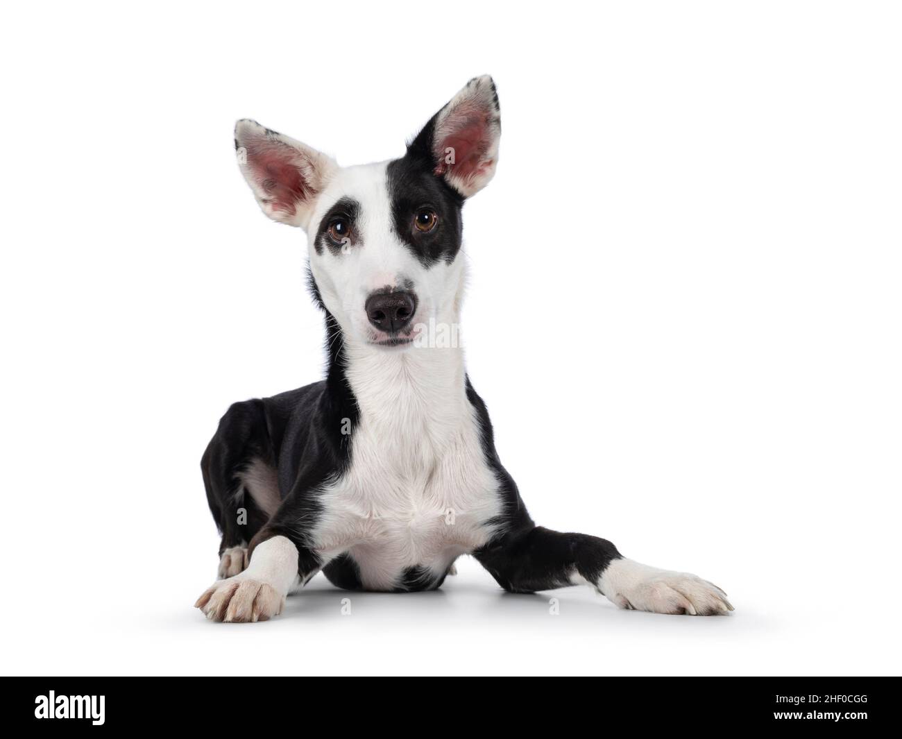Cute black with white Podenco mix dog, laying down facing front ...