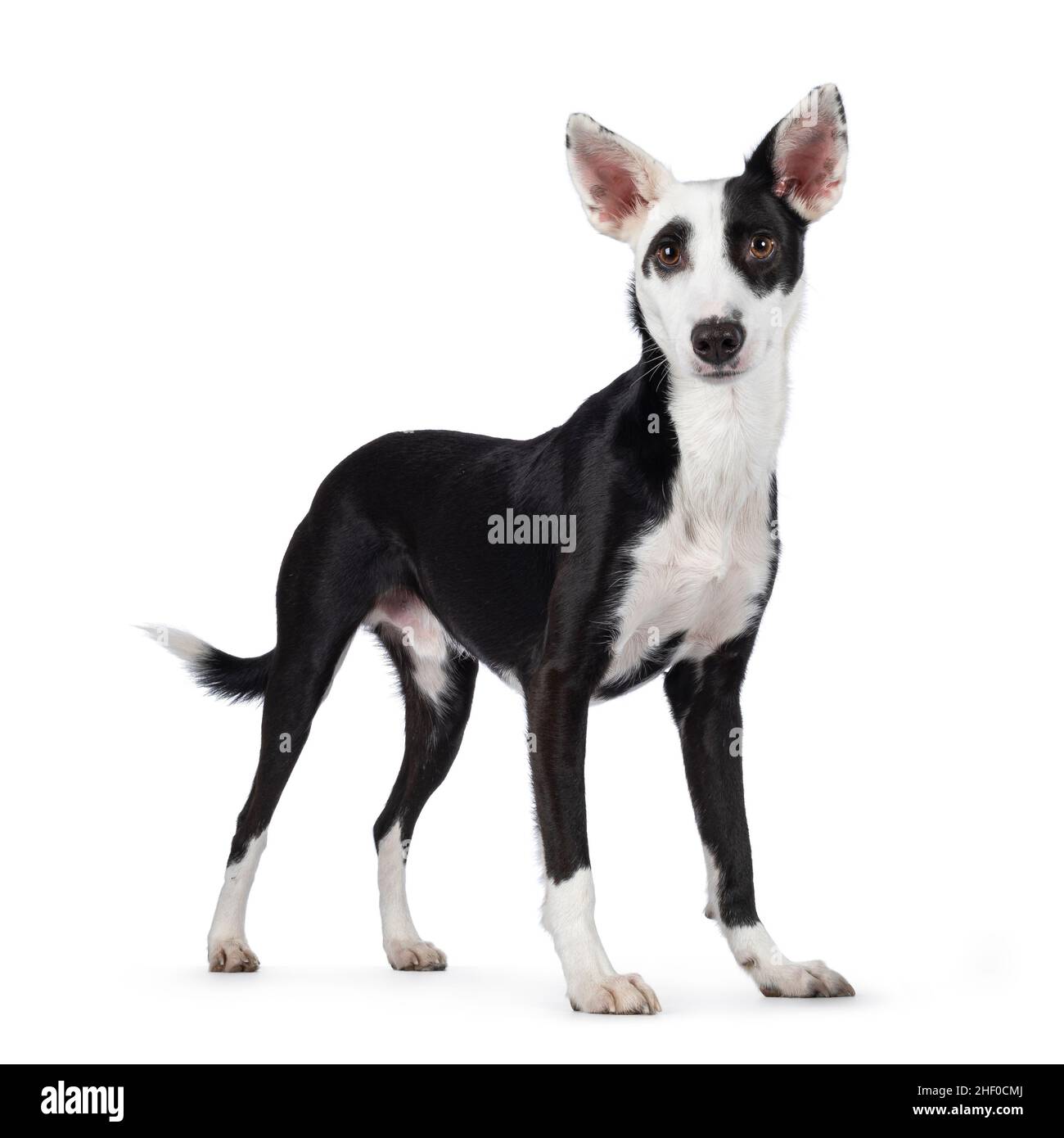 Handsome black with white Podenco mix dog, standing side ways. Looking ...