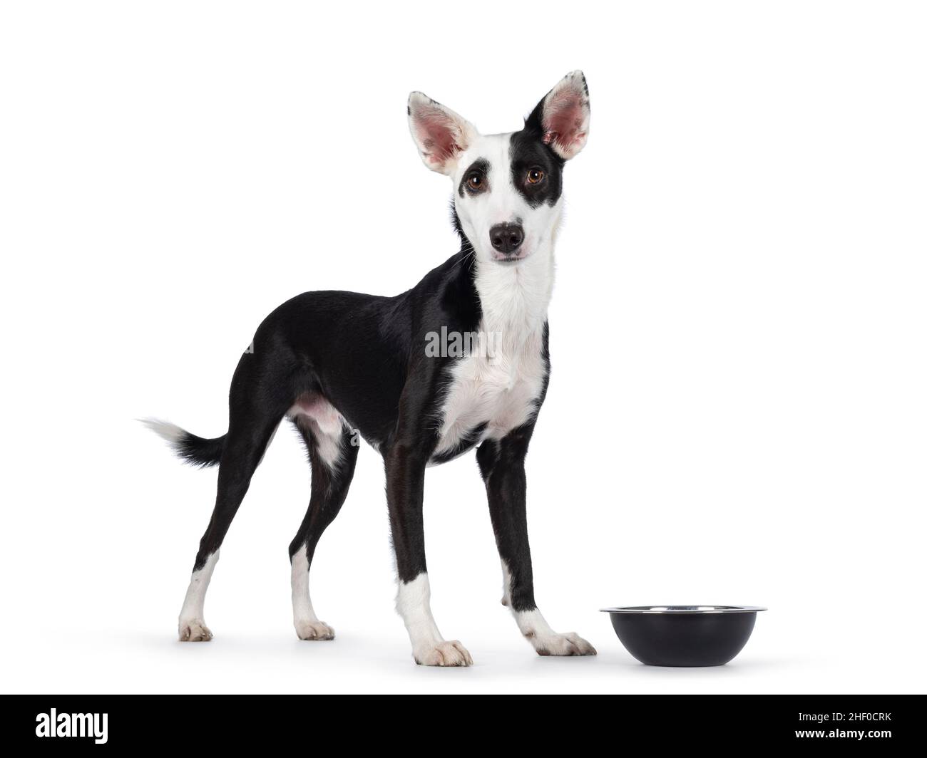 Handsome black with white Podenco mix dog, standing side ways beside ...