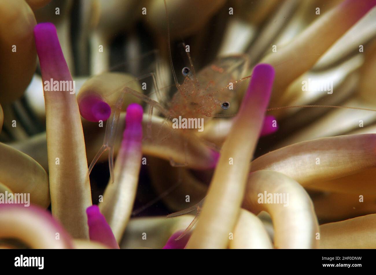 Parasit anemone hi-res stock photography and images - Alamy