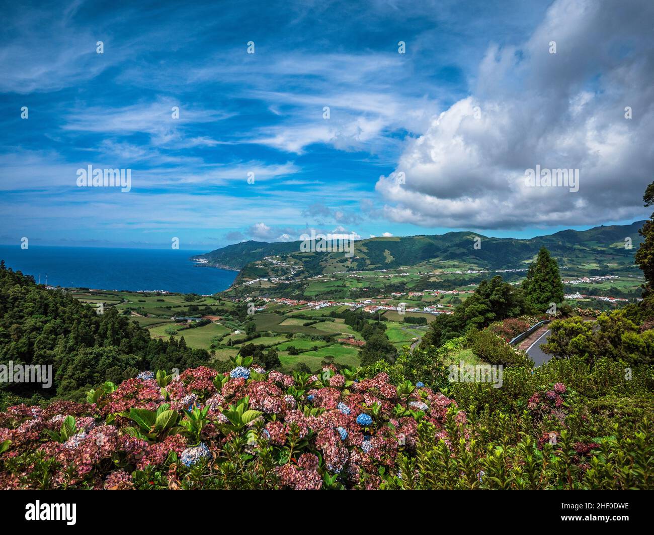 beautiful landscape full of hydrangea flowers on Sao Miguel Island ...
