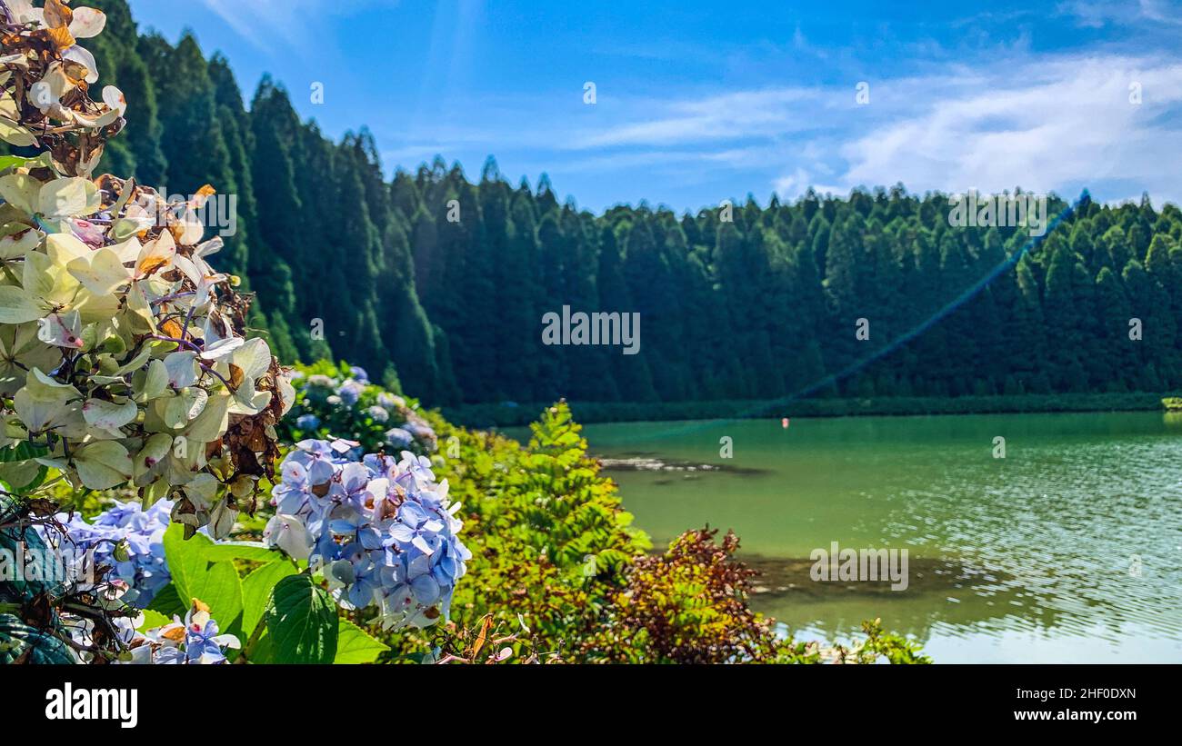 beautiful landscape full of hydrangea flowers on Sao Miguel Island ...