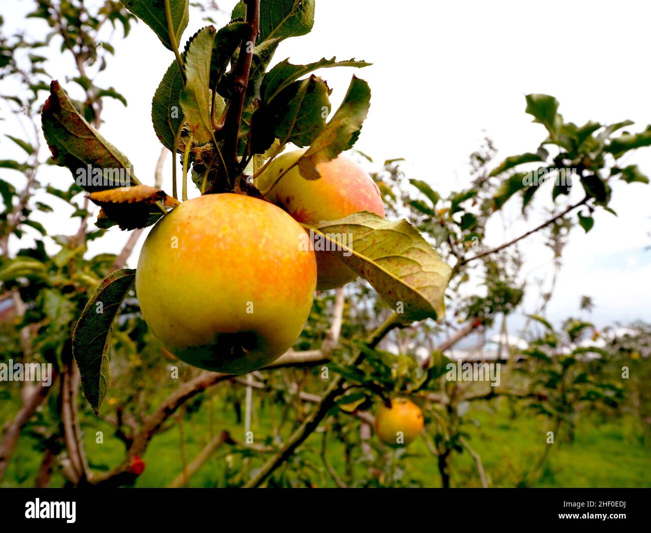 Apple tree in the garden Stock Photo - Alamy