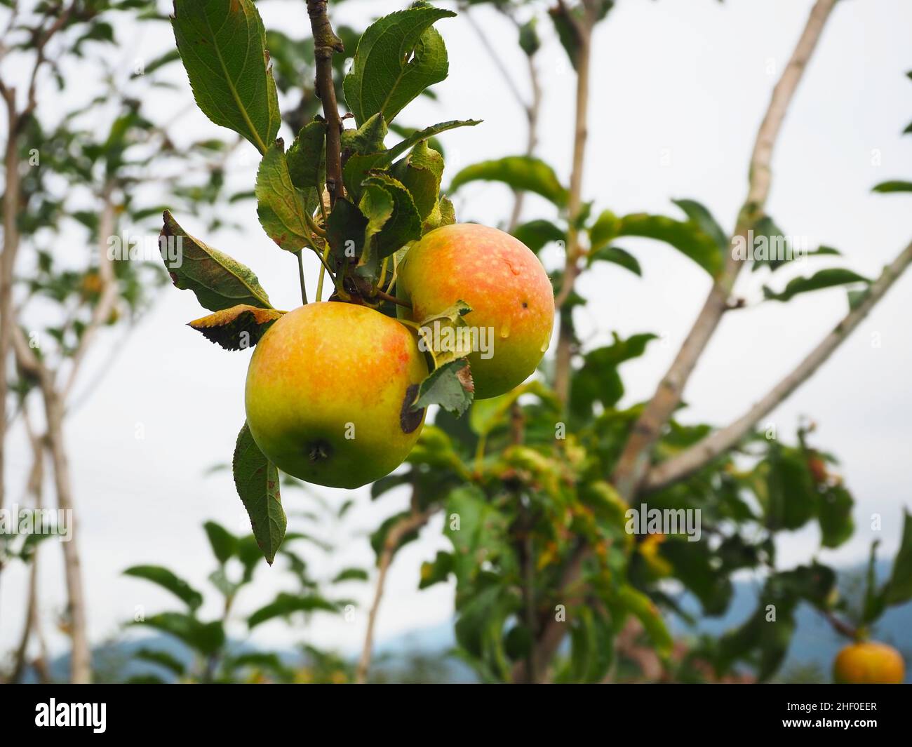 Apple tree in the garden Stock Photo - Alamy