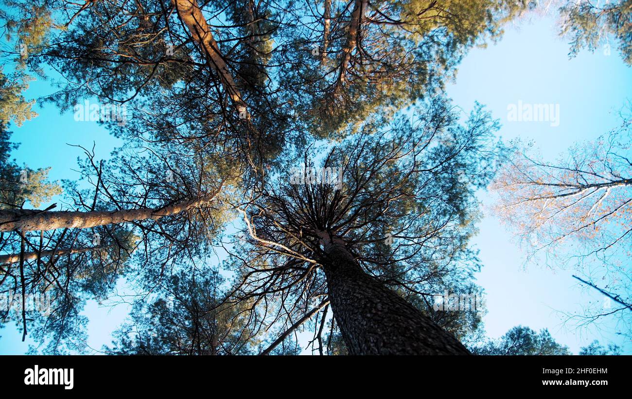 High pine trees crowns Stock Photo - Alamy