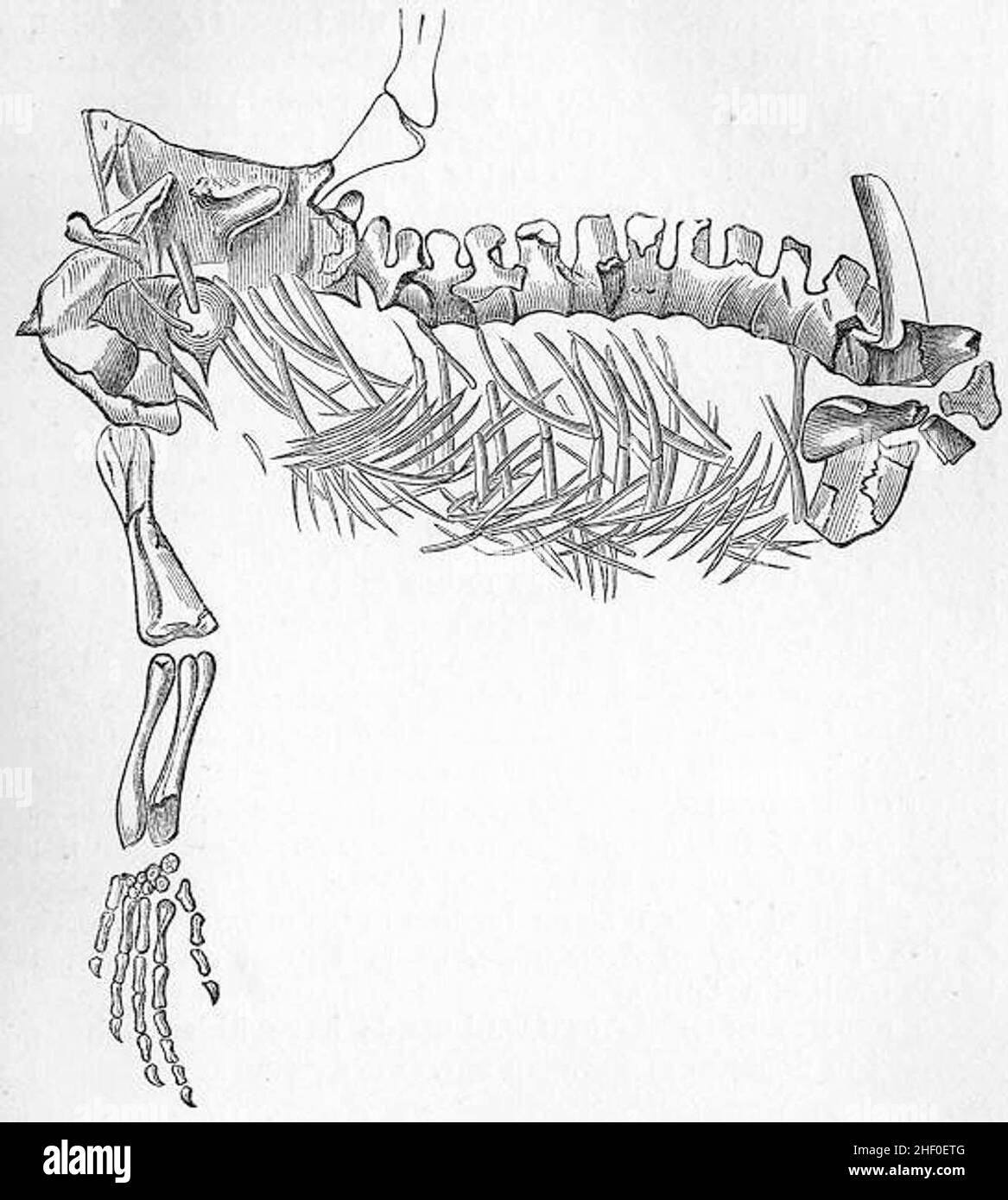 Historical drawing of incomplete fossil skeleton of Protorosaurus ...