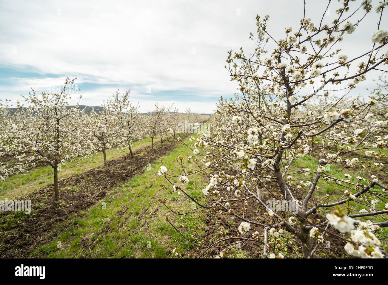 Cherry plantation orchard low angle view on row of trees in bloom with ...