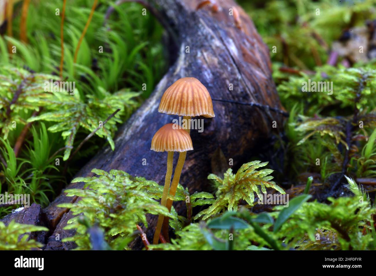 Moss Bell Mushrooms, Galerina vittiformis, Growing Among Moss & Rotting ...