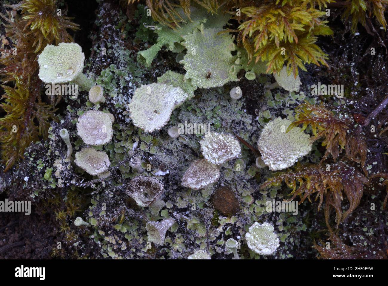 The trumpet cup lichen hi-res stock photography and images - Alamy
