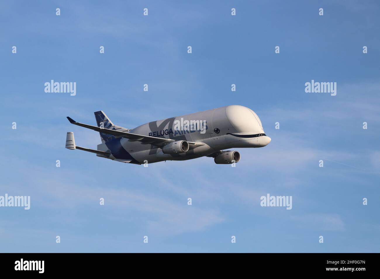 Airbus Beluga XL is a large transport aircraft based on the airbus A300 ...