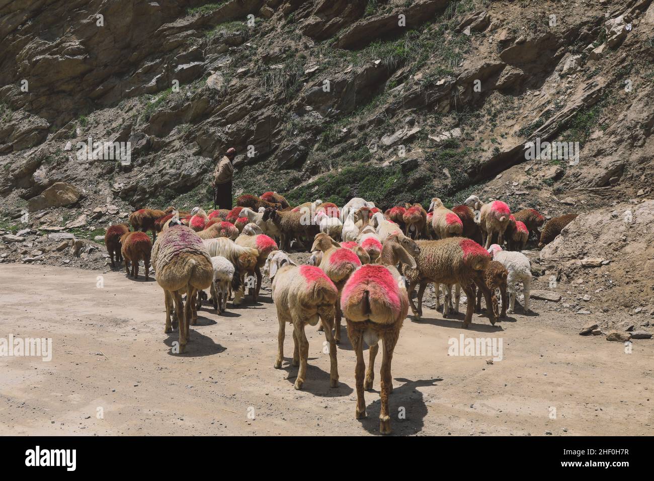 Gilgit Baltistan, Pakistan - July 08, 2021: Pakistan Shepherds in ...