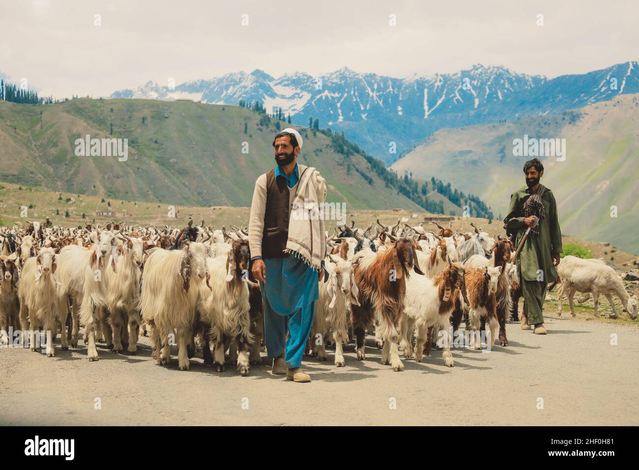 Gilgit Baltistan, Pakistan - July 08, 2021: Pakistan Shepherds in ...