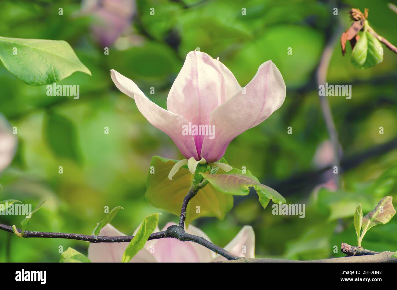 Magnolia spring flowers Stock Photo - Alamy