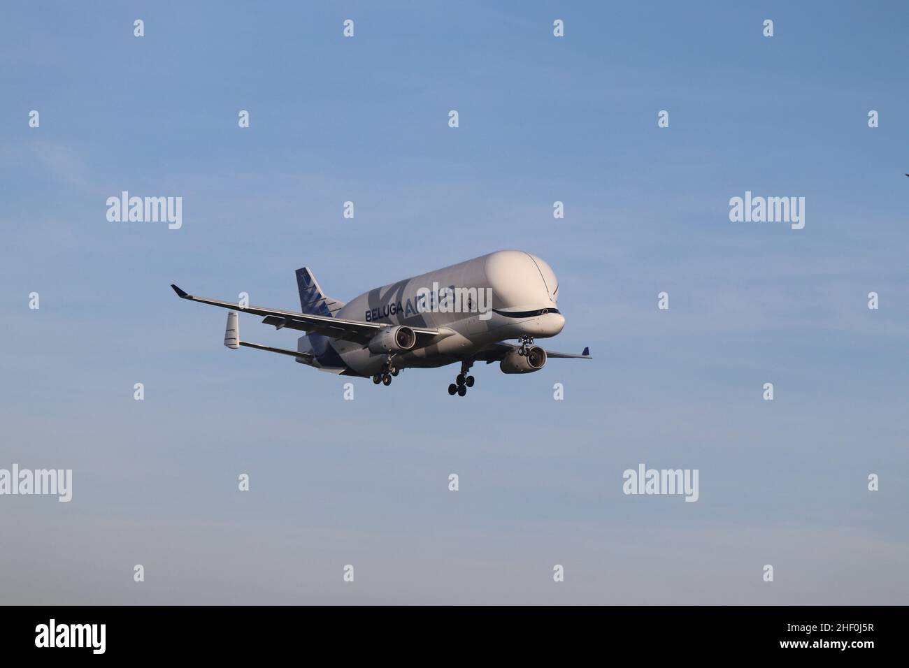 Airbus Beluga XL is a large transport aircraft based on the airbus A300 ...