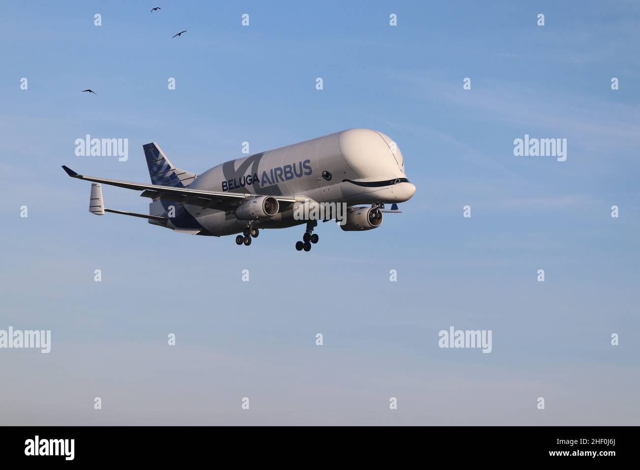 Airbus Beluga XL is a large transport aircraft based on the airbus A300 ...