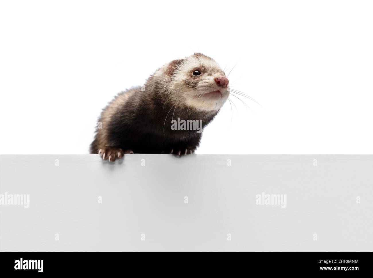 Studio shot of cute little white grey ferret isolated over white ...