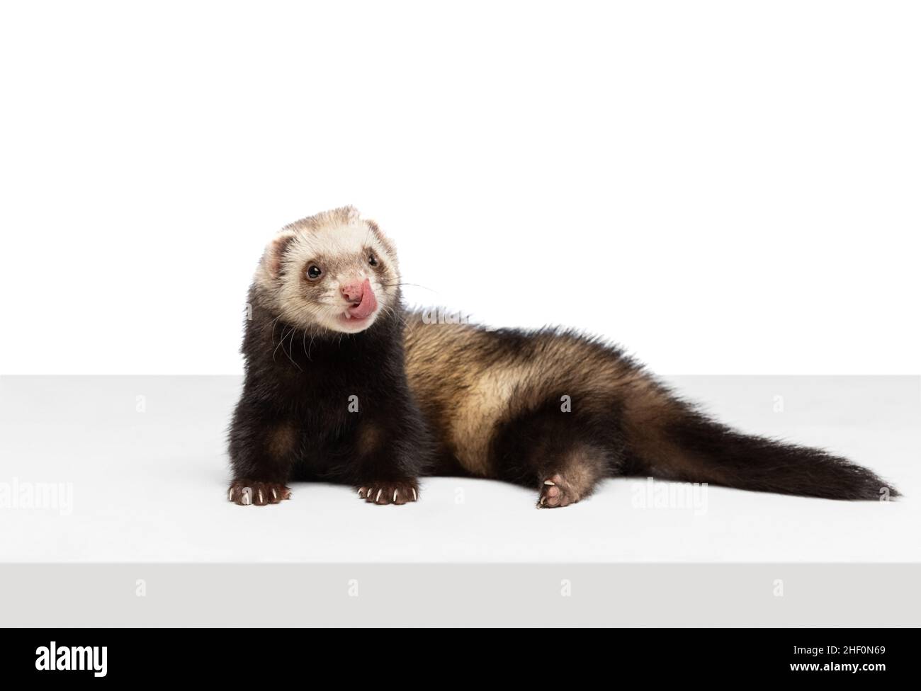 Portrait of fluffy ferret lying on floor isolated on white background ...