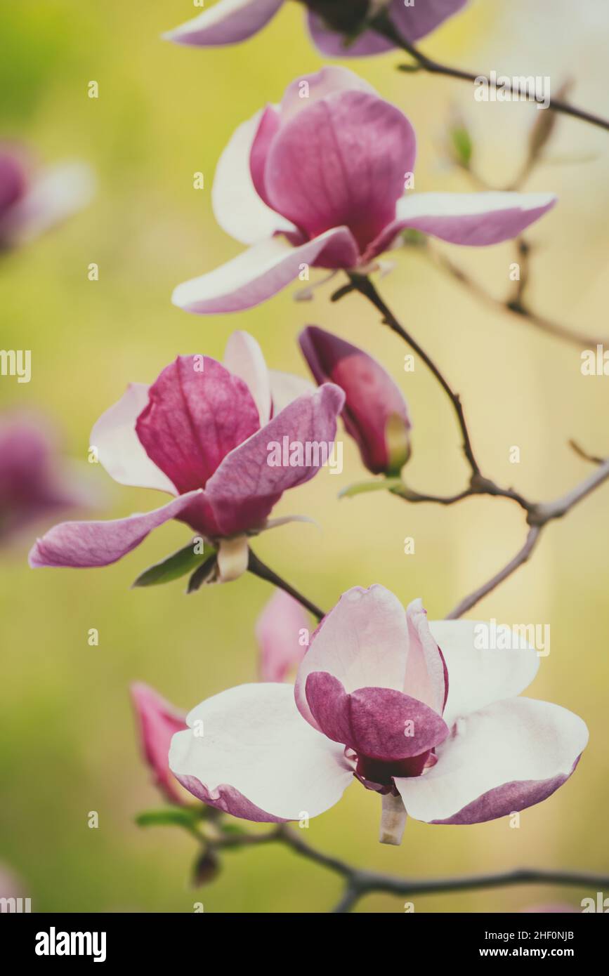 Magnolia spring flowers Stock Photo - Alamy