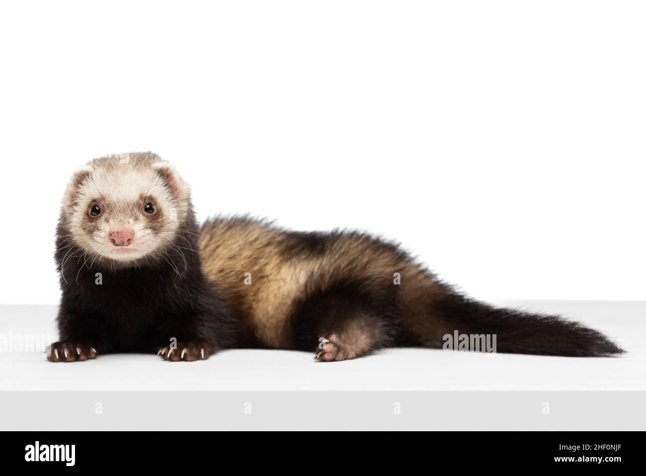 Portrait of fluffy ferret posing isolated on white background. Concept ...